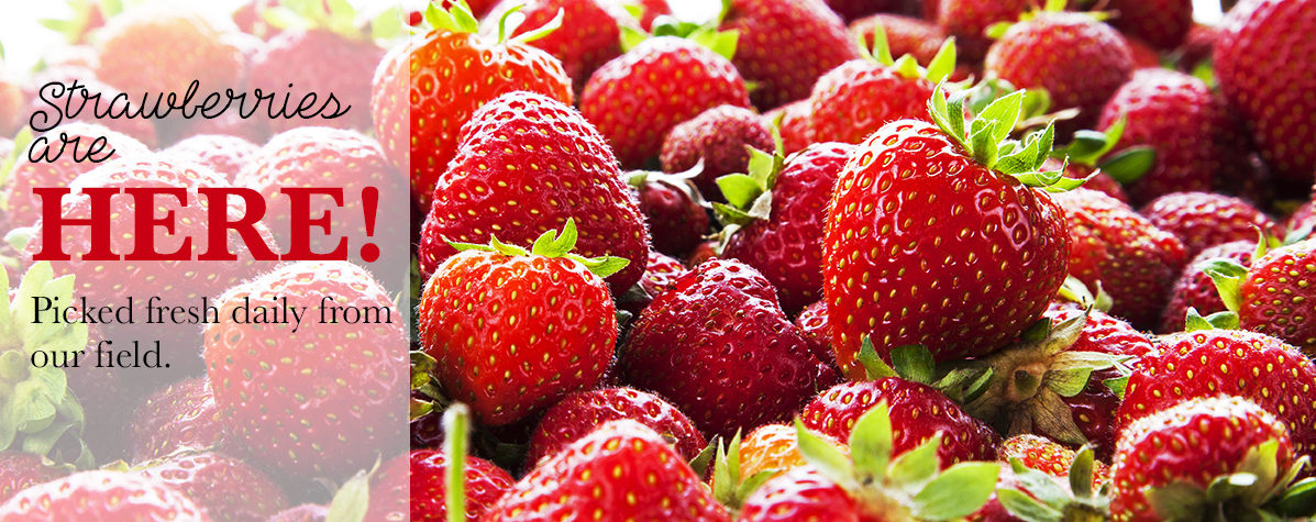 Bauman's Farm and Garden | Bakery | Garden Center | Local Produce ...