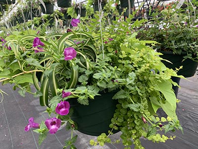 Custom Shade Basket | Online Request Form | Bauman's Farm & Garden