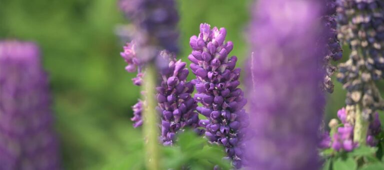 Vibrant & Colorful West Country Lupine - Bauman's Farm & Garden