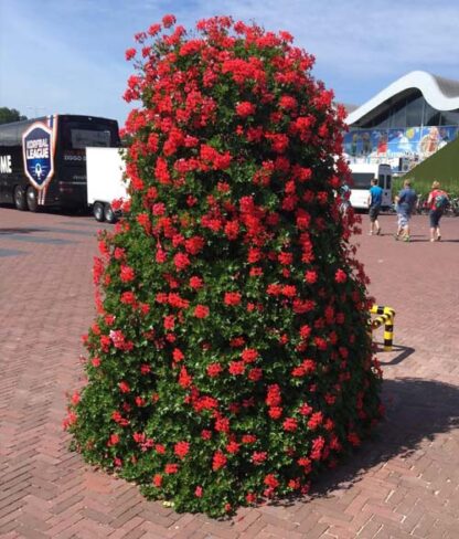 Pillar (Tower) Geraniums | Bauman's Farm & Garden
