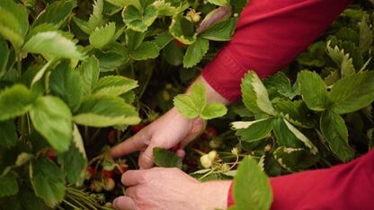 Fresh Oregon Strawberries | Bauman's Farm & Garden
