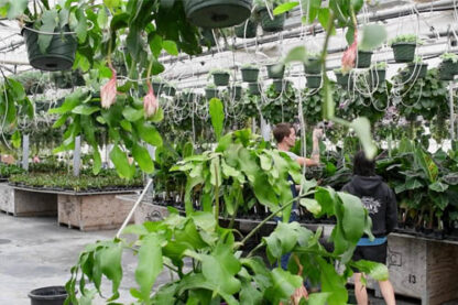 Getting Ready for Harvest Festival | Bauman's Farm & Garden