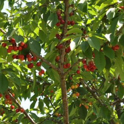 Nursery Pickup | Online Request Form | Bauman's Farm & Garden