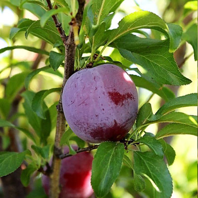 Nursery Pickup | Online Request Form | Bauman's Farm & Garden