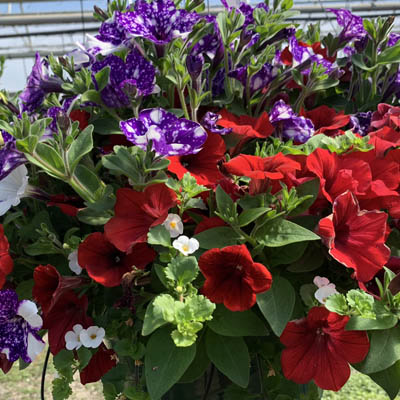 Custom Sun Basket Online Request Form | Bauman's Farm