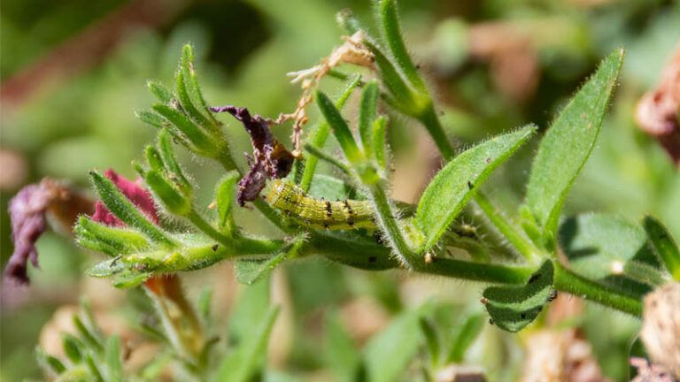 Hanging Basket Bug Care & Dealing with Cutworms | Bauman