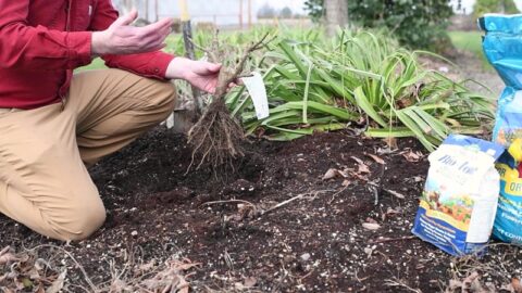 How To Plant Bare Root Roses | Bauman's Farm & Garden