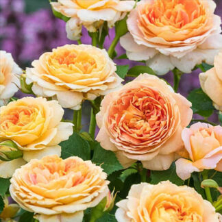 Weeks Bare Root Roses | Bauman's Farm & Garden