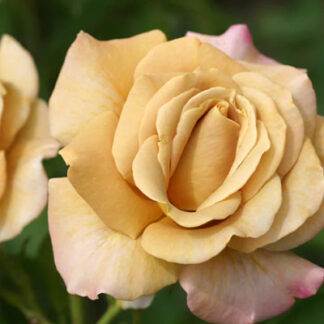 Weeks Bare Root Roses | Bauman's Farm & Garden