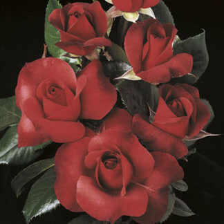 Weeks Bare Root Roses | Bauman's Farm & Garden