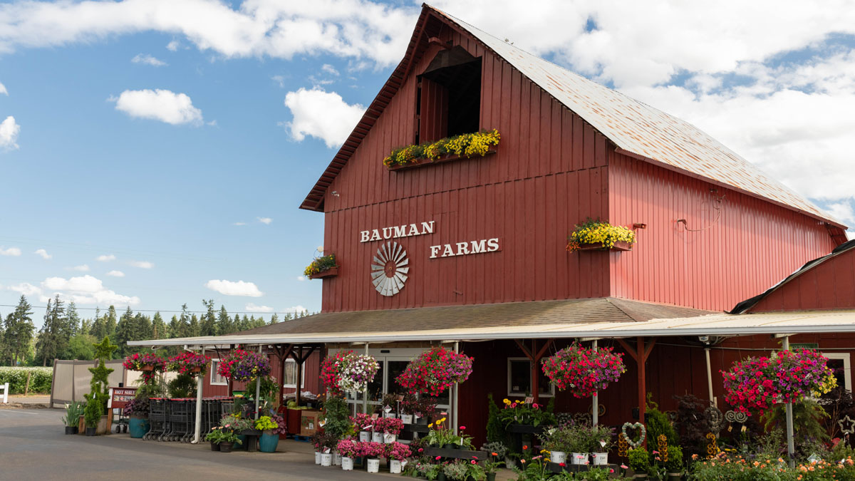 Weeks Bare Root Roses | Bauman's Farm & Garden