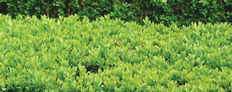 Instant Hedge Solutions | Bauman Farms