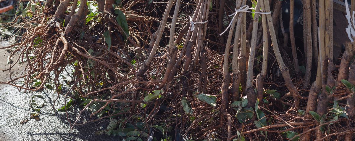 Bare Root Fruit Tree Care | Bauman's Farm & Garden